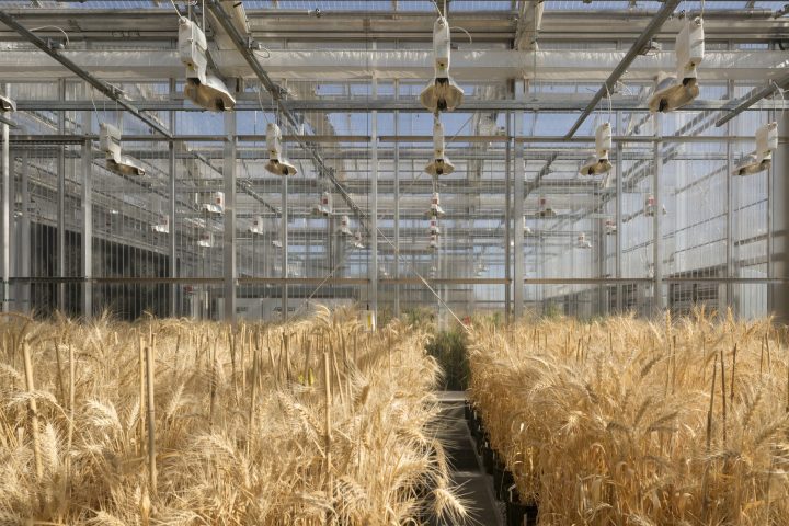 Hoffman Construction — WSU Washington Grains Plant Growth Facility
